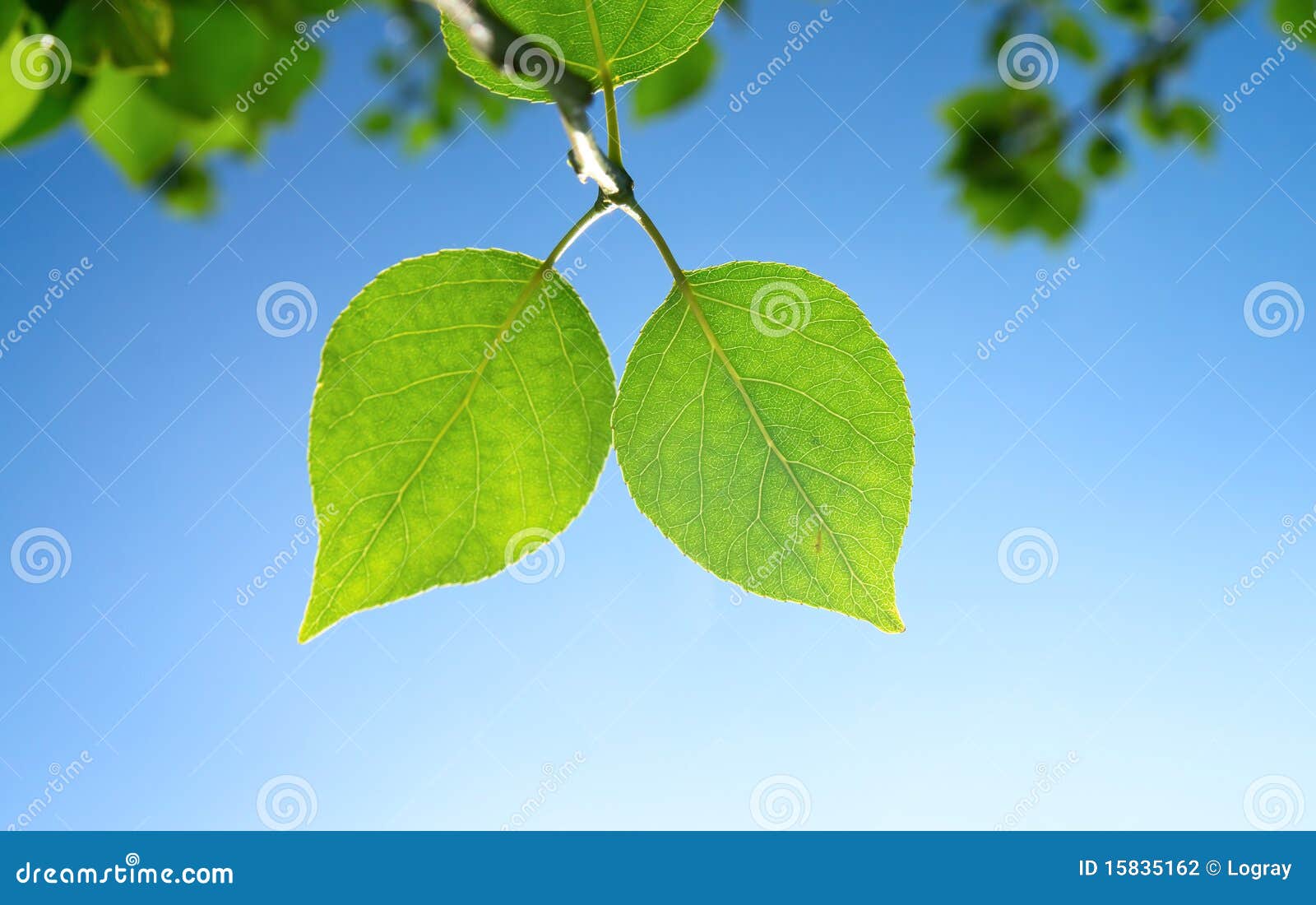 Two Green Leafes in Sunny Day Stock Photo - Image of light, foliage ...