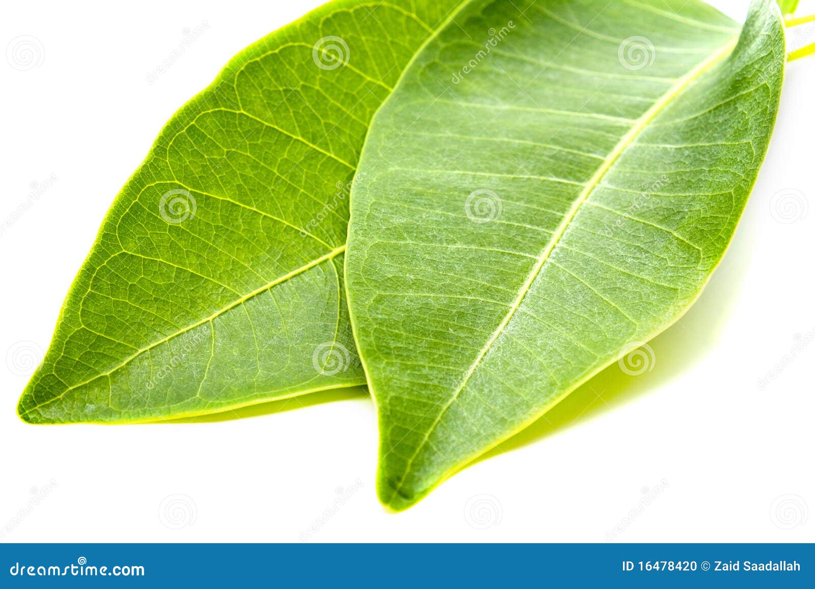 Two Green Leafs Close-up stock photo. Image of material - 16478420