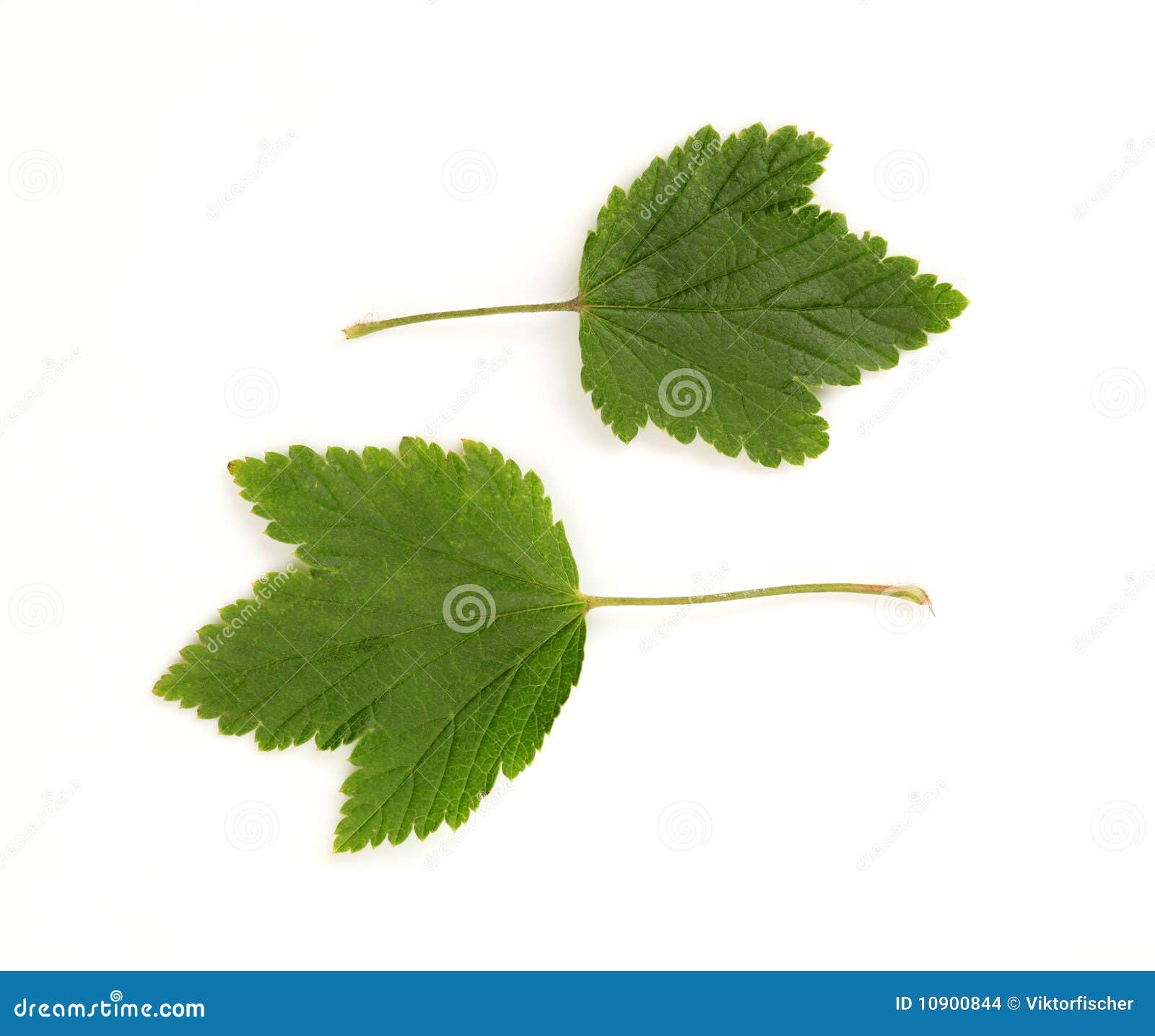 Two green leaves stock photo. Image of studio, green - 10900844