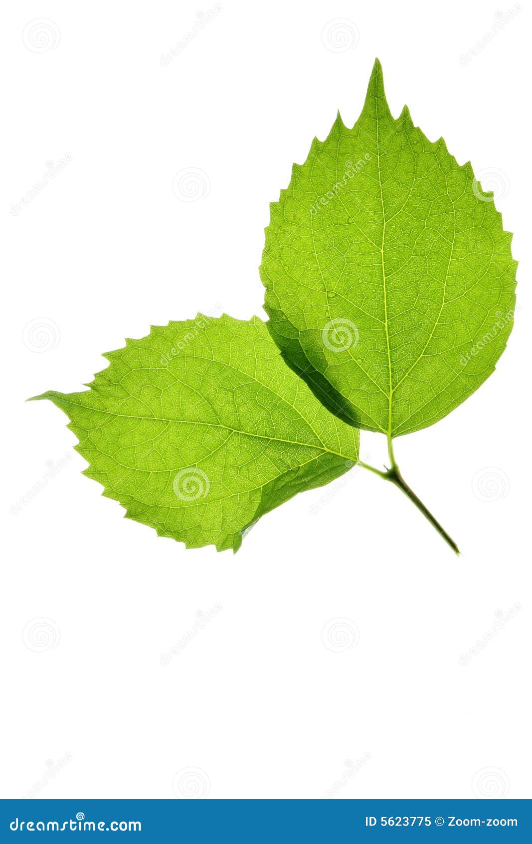 Two green leaves stock image. Image of closeup, growth - 5623775