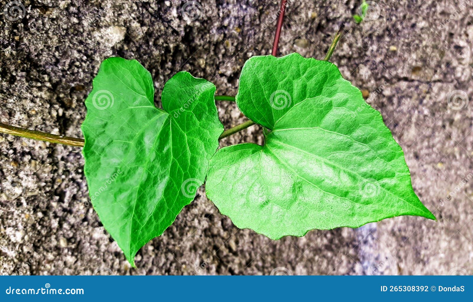 Two Green Leaves with a Beautiful Shape. Stock Photo - Image of leaf ...
