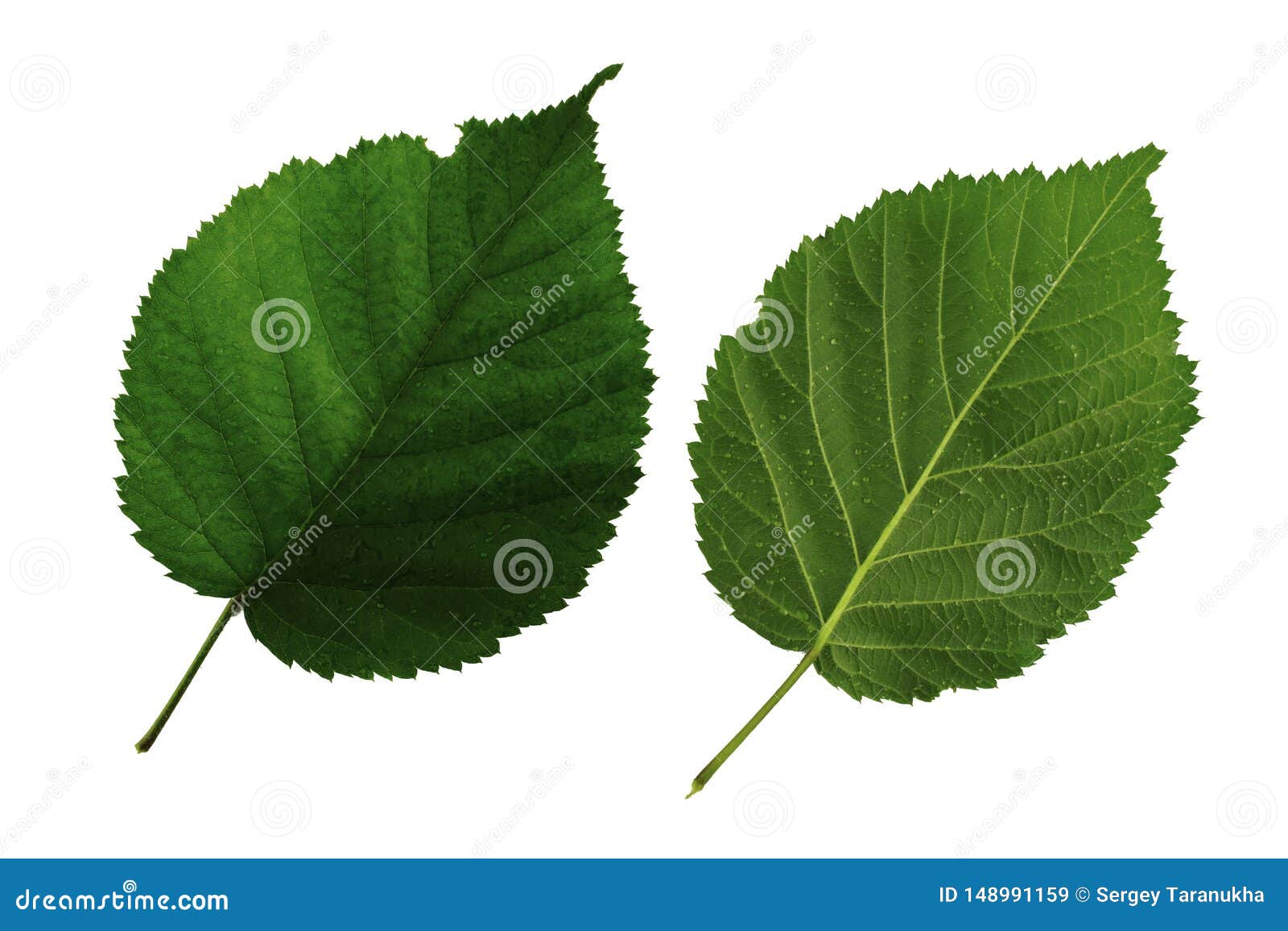 Two Green Leaves of Blackberry Isolated on White Background, the Lower ...