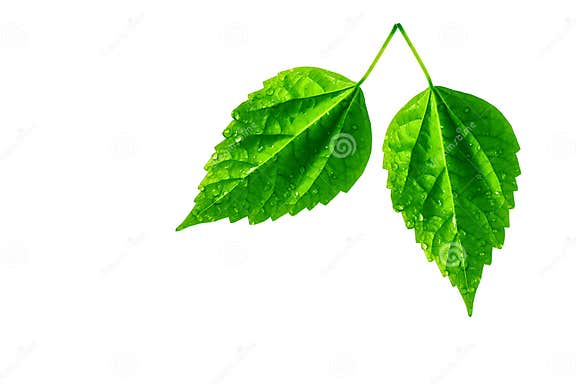 Two Green Leaves Isolated on White Stock Photo - Image of leaf, white ...