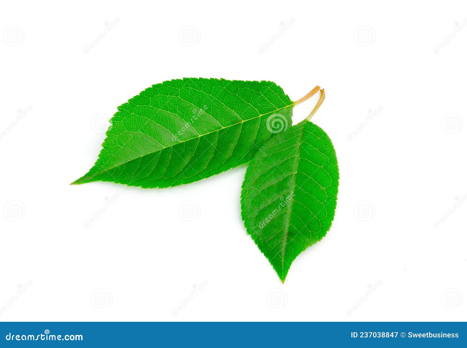 Two Green Leaves Isolated on White Background Stock Image - Image of ...