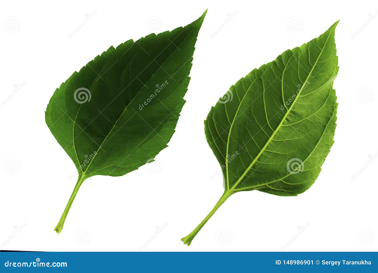 Two Green Leaves Of Jerusalem Artichoke Isolated On White Background ...