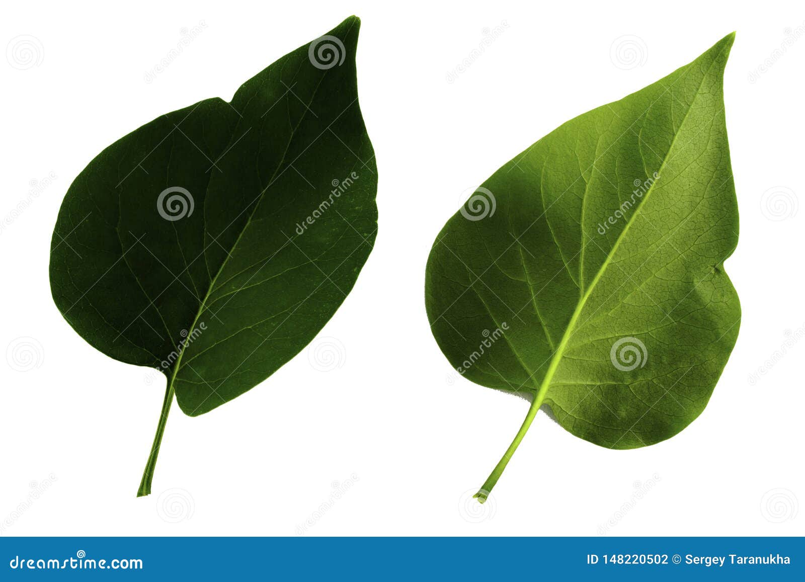 Two Green Leaves of Lilac Isolated on White Background, Top and Bottom ...