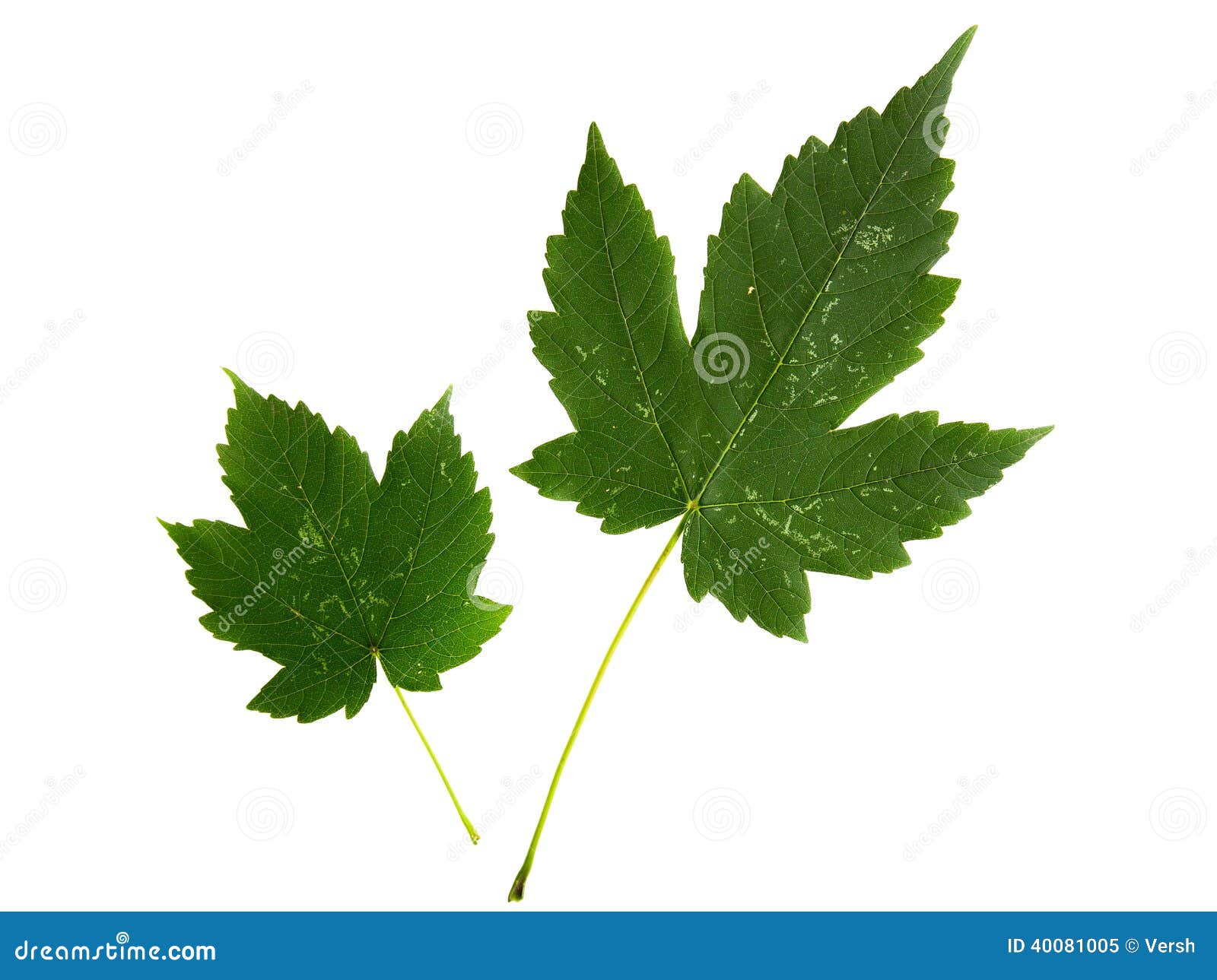 Two Green Leaves of Maple Tree Isolated on White Backg Stock Image ...