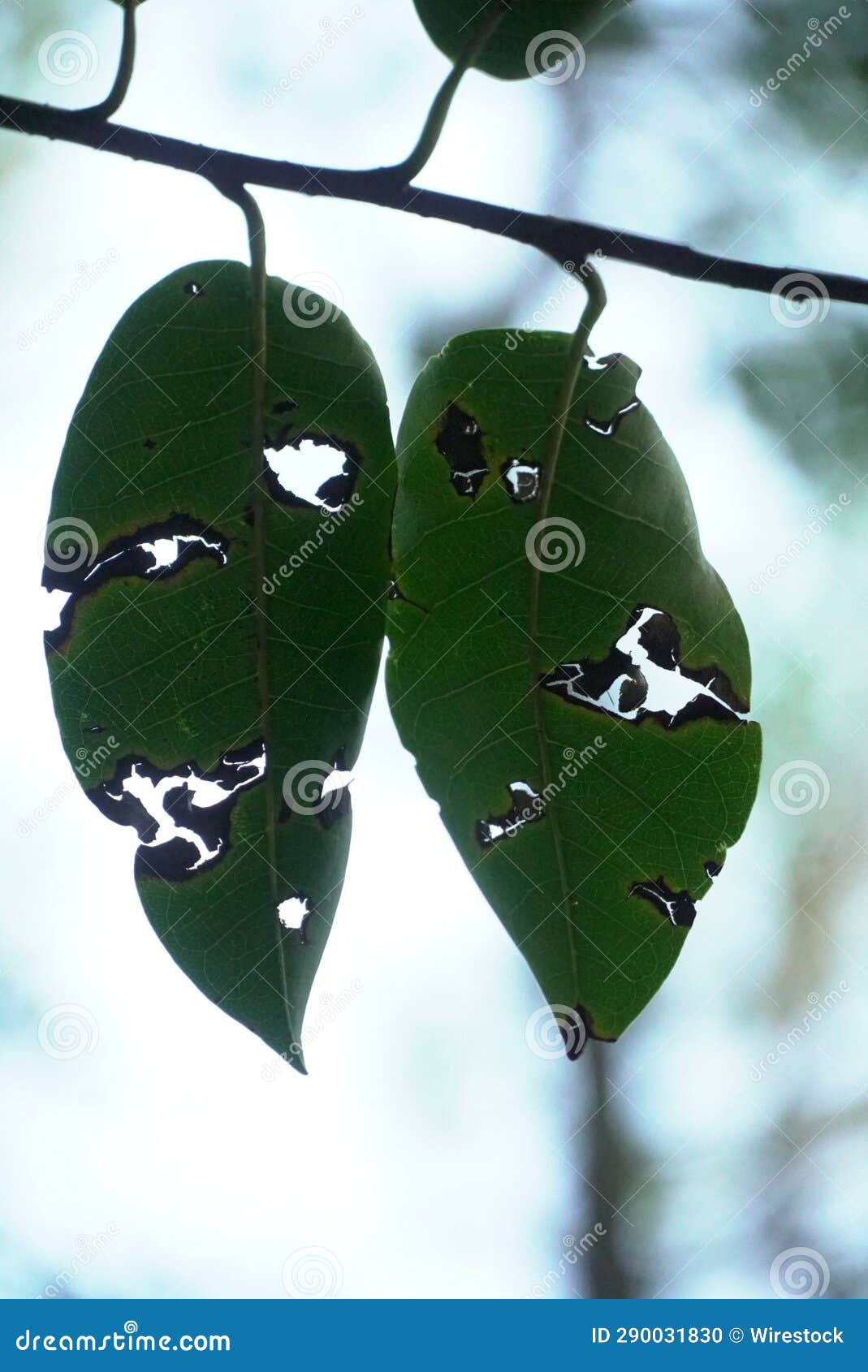 Two Green Leaves are Torn Apart in Front of a Tree Stock Photo - Image ...