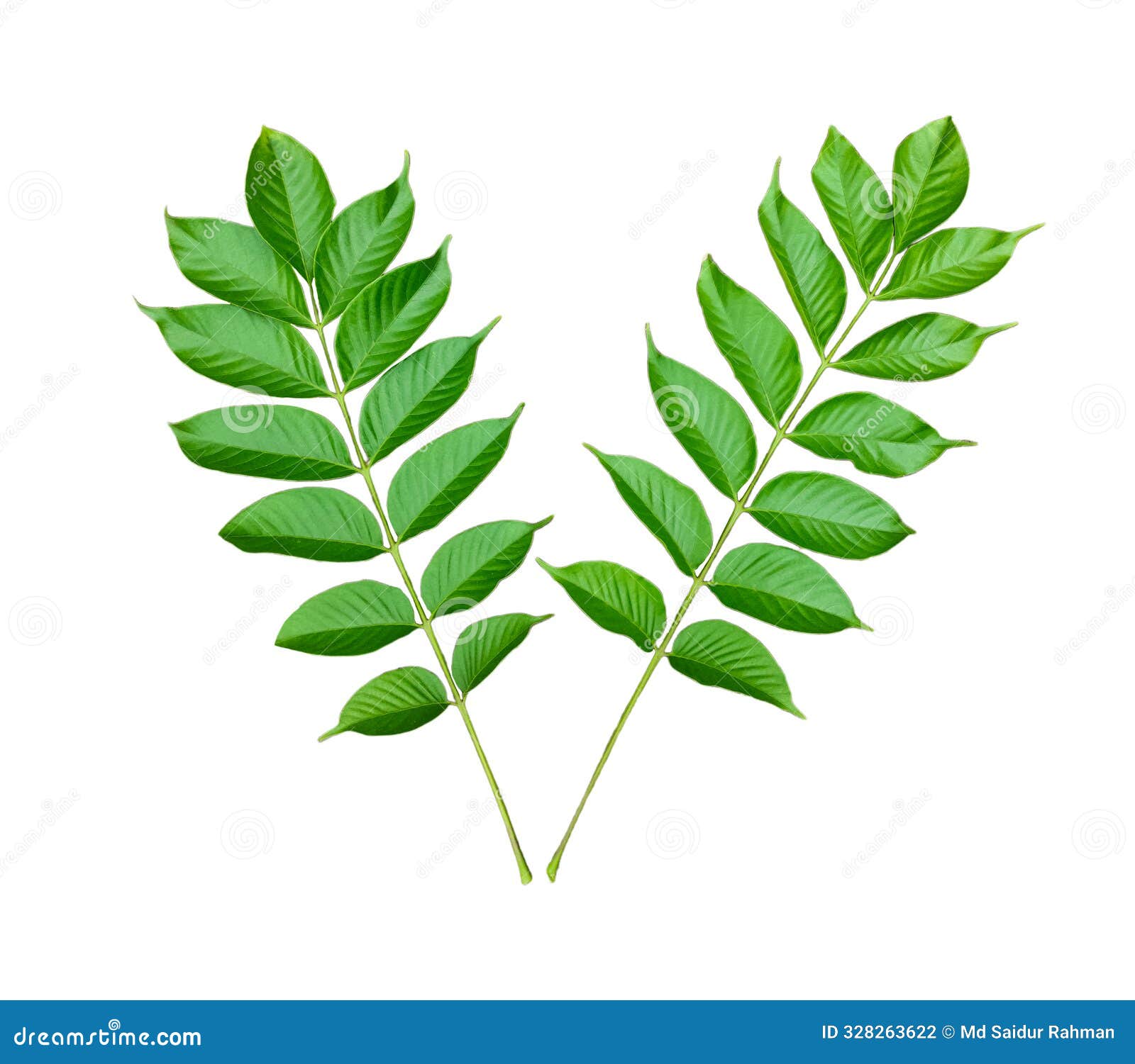 Two Green Leaves on a Transparent Background, a Green Plant with Leaves ...