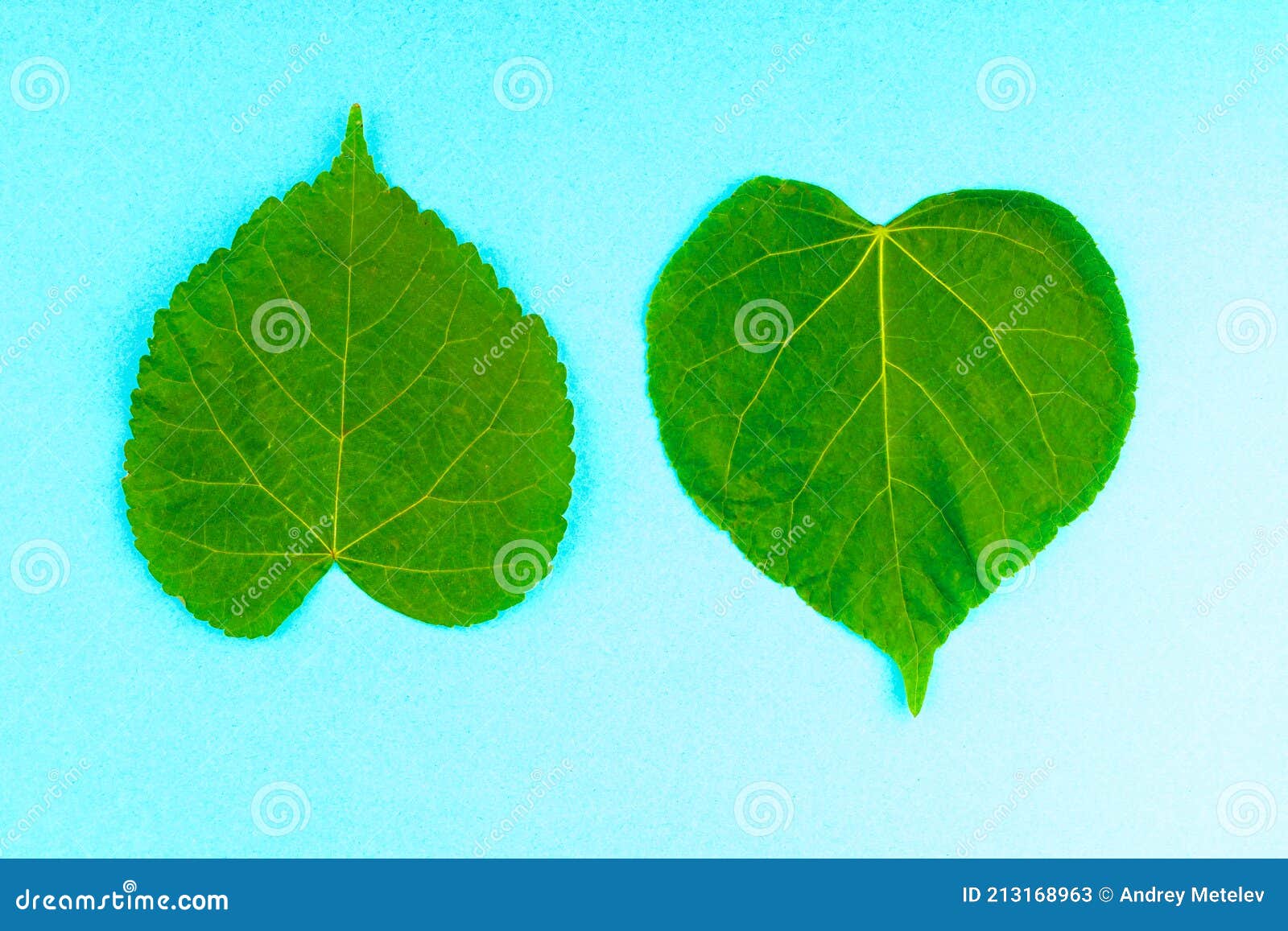 Two Green Leaves of a Tree Lying on a Turquoise Surface, Pointing in ...