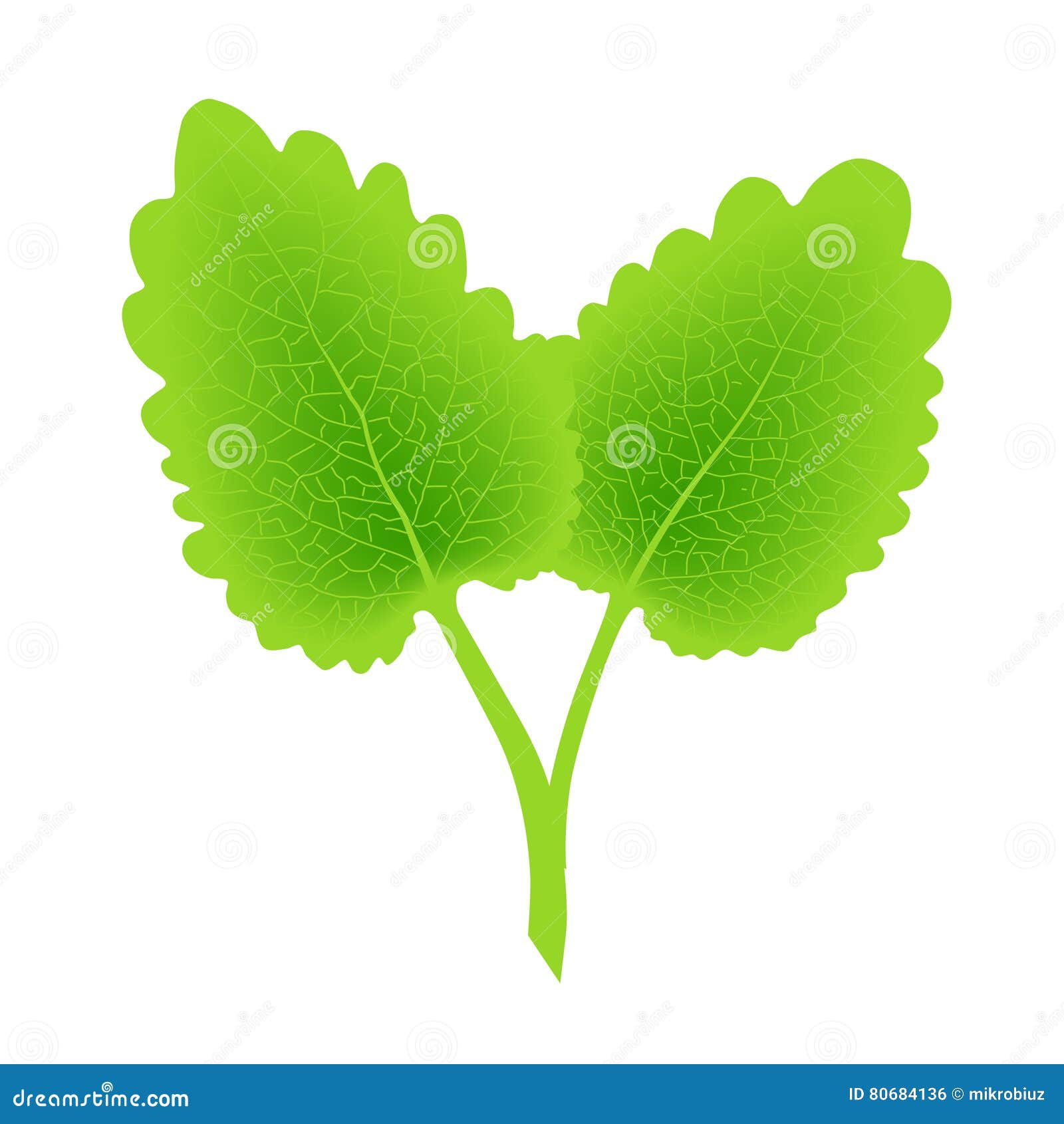 Two green leaves stock vector. Illustration of nature - 80684136