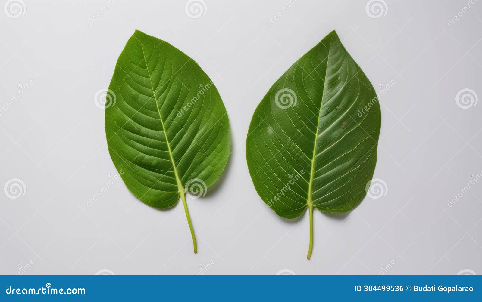 Two Green Leaves on a White Background Stock Illustration ...