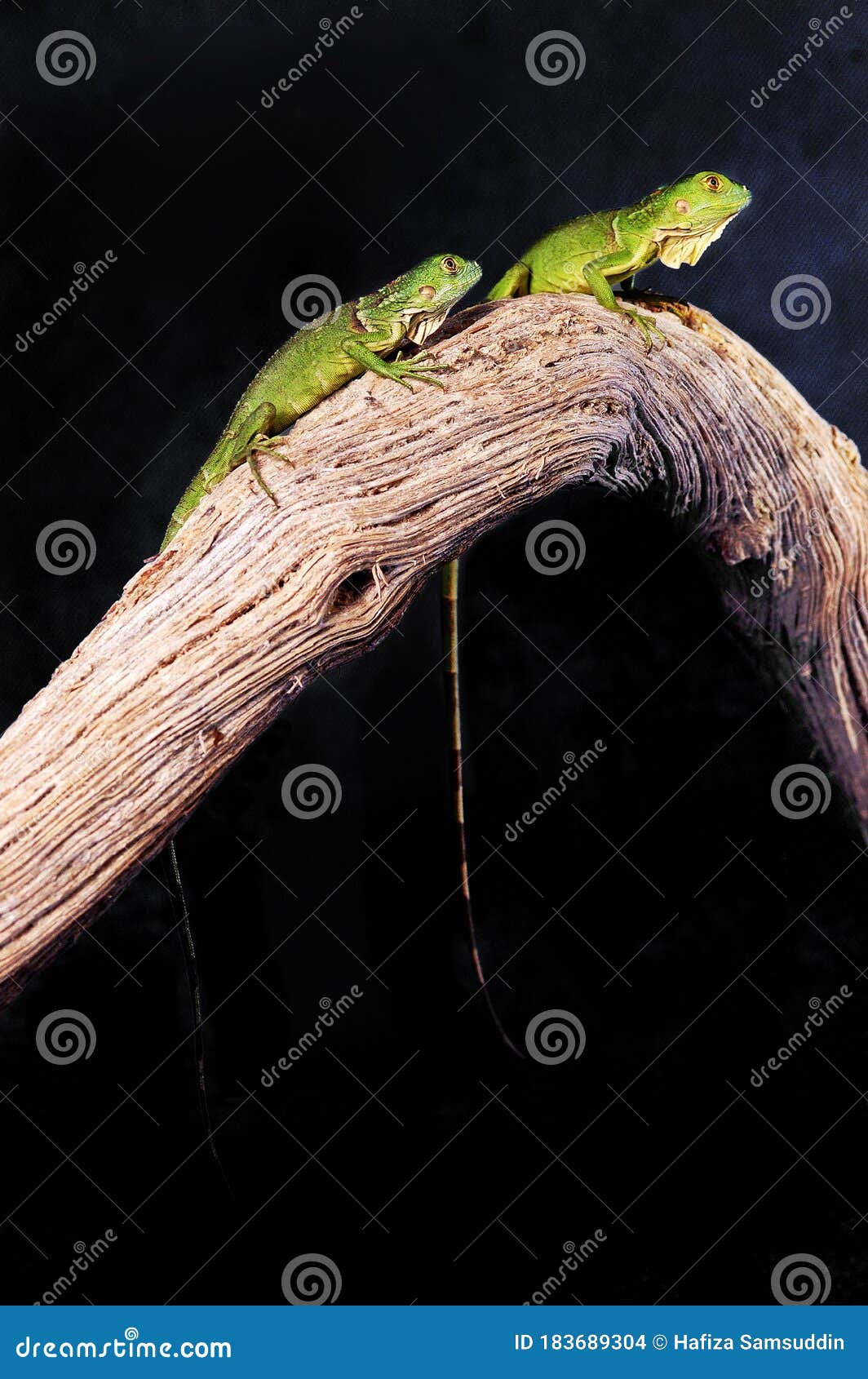 Two Green Lizards on a Branch Stock Photo - Image of reptile, texture ...