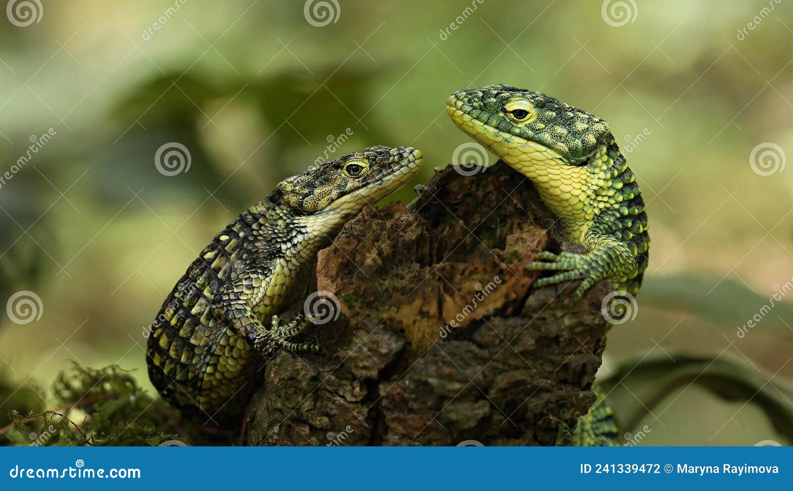 Two Green Lizards on a Tree. Stock Photo - Image of emerald, look ...