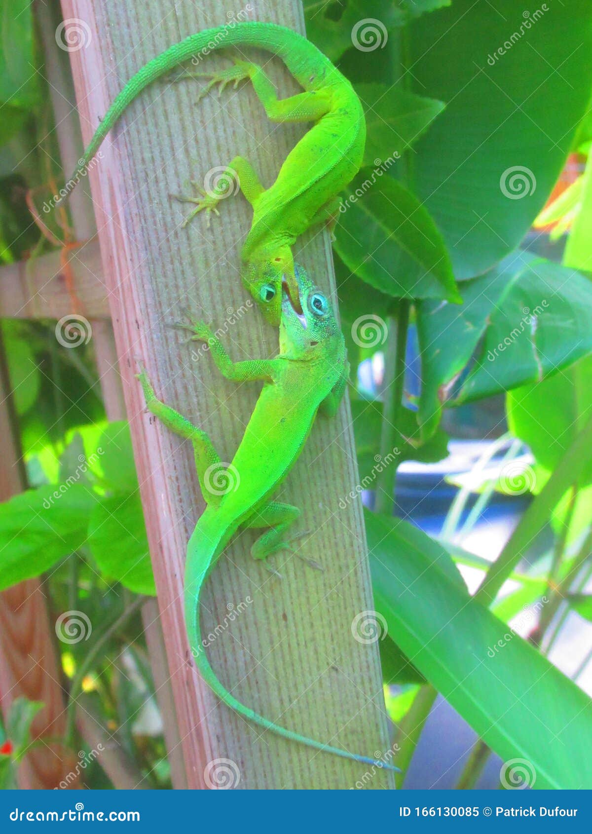 Two Green Lizards Stand by Mouth Stock Image - Image of lizard, green ...