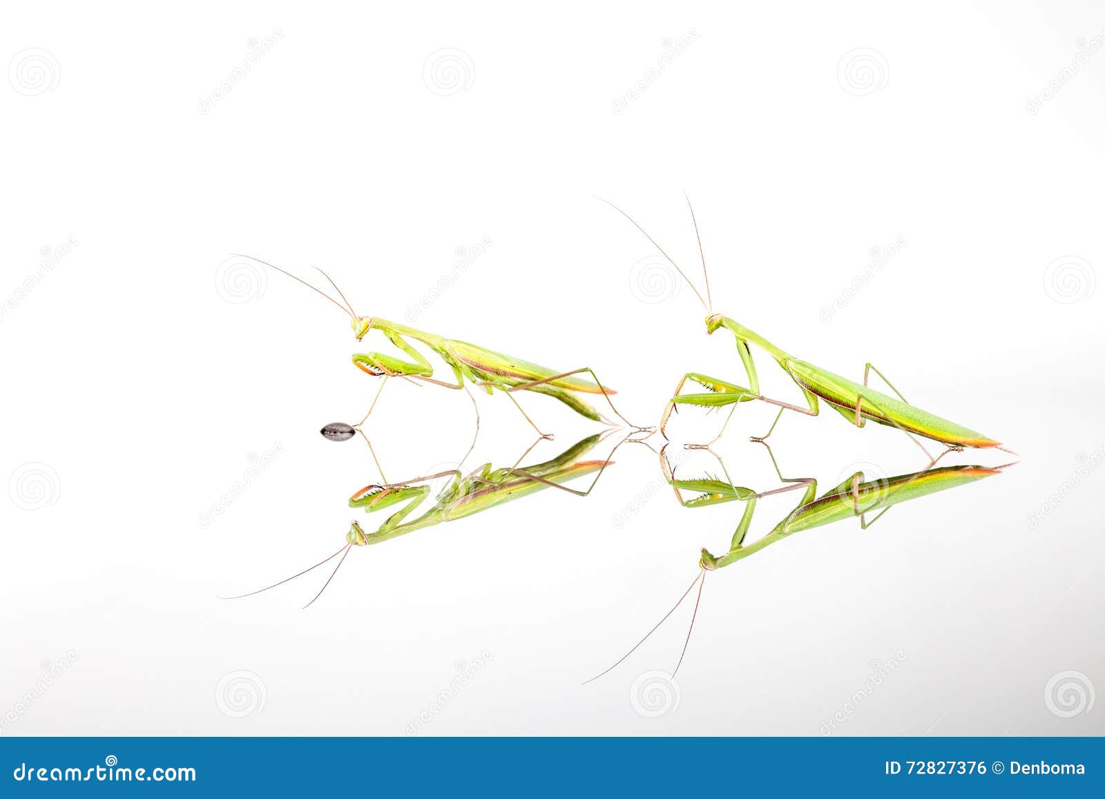 Two Green Mantis stock photo. Image of head, macro, hunter - 72827376