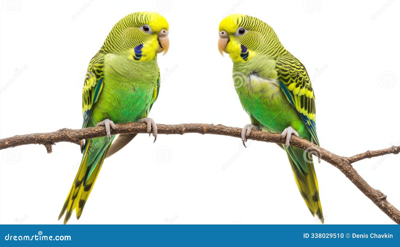Two Green Parakeets On A Branch Isolated On White Background Stock ...