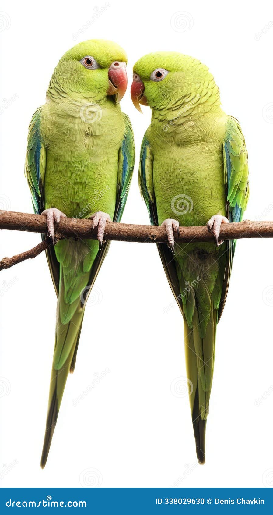 Two Green Parakeets On A Branch Isolated On White Background Stock ...