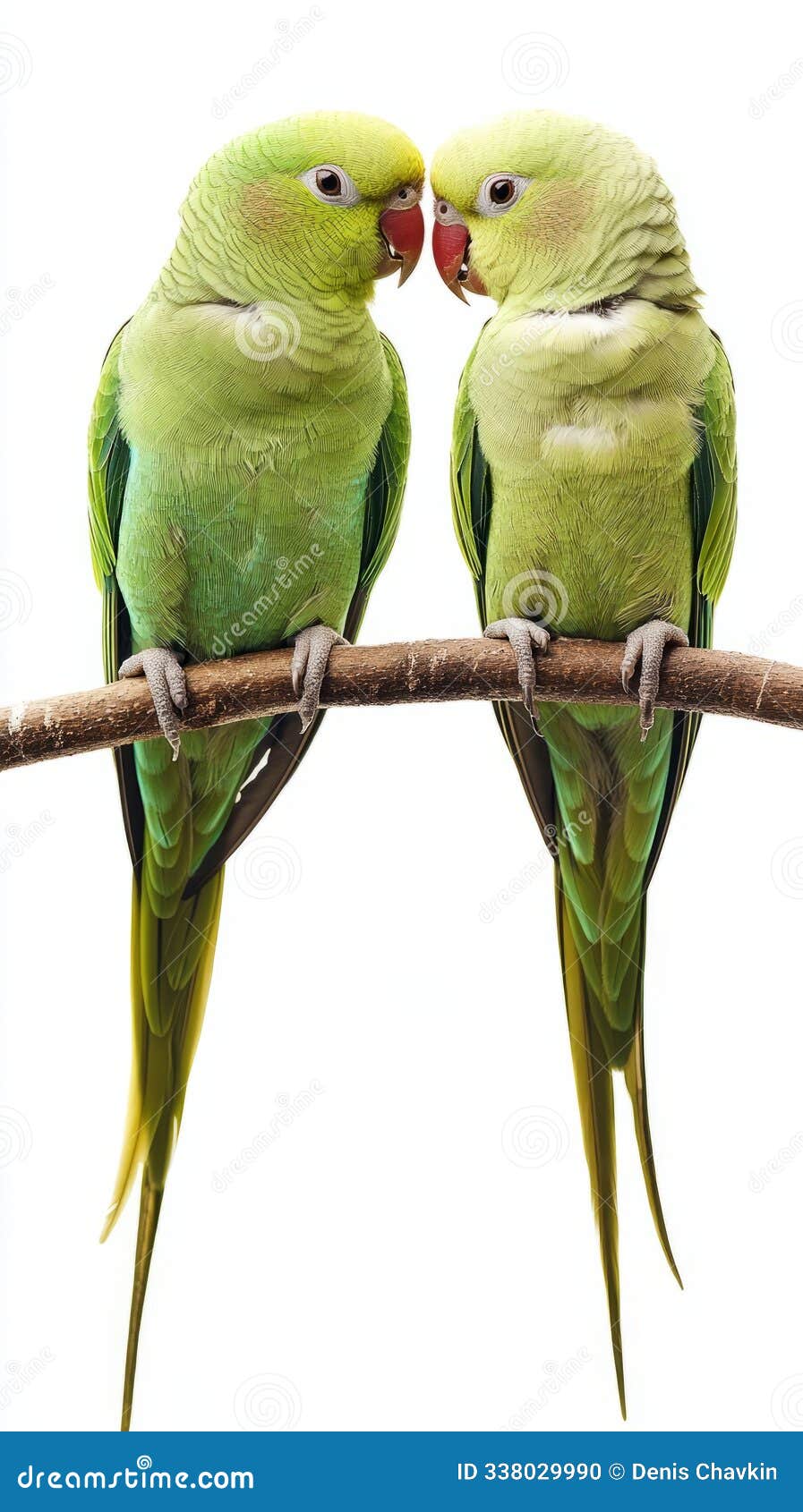 Two Green Parakeets On A Branch Isolated On White Background Stock ...