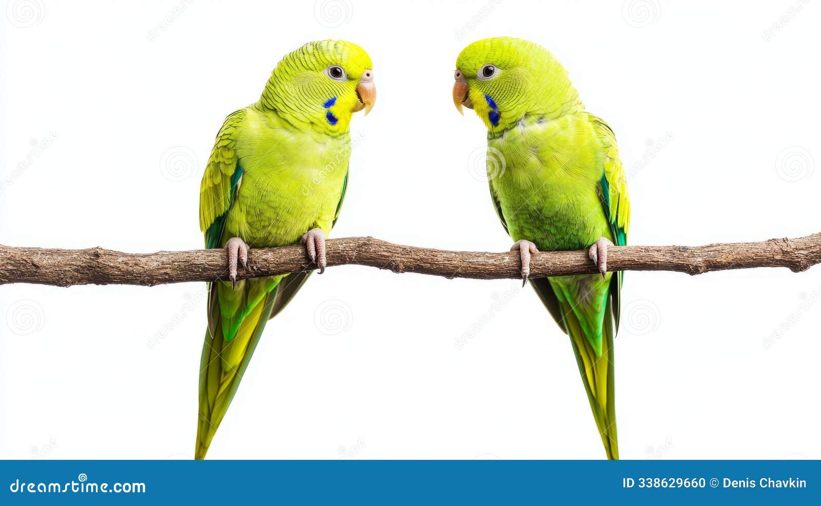 Two Green Parakeets On A Branch Isolated On White Background Royalty ...