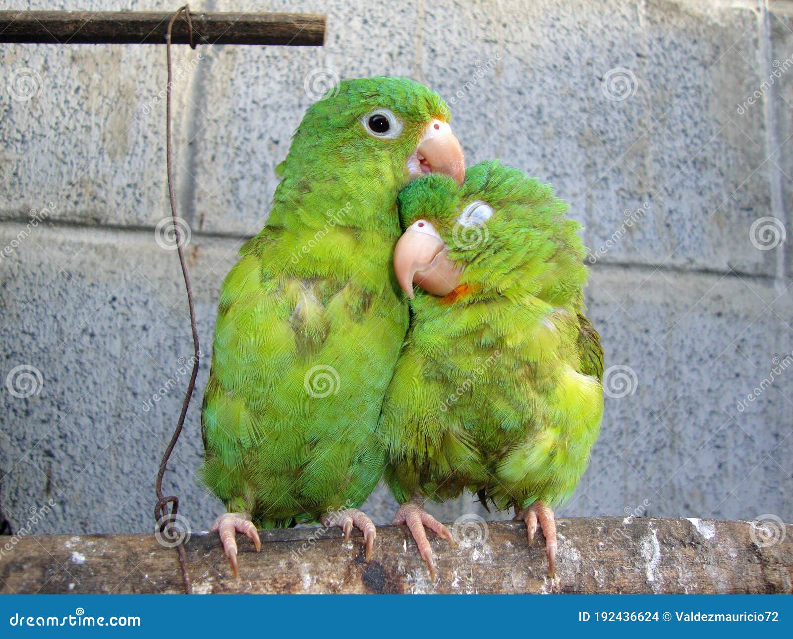 Two Green Parakeets Caressing Each Other Stock Photo - Image of wing ...