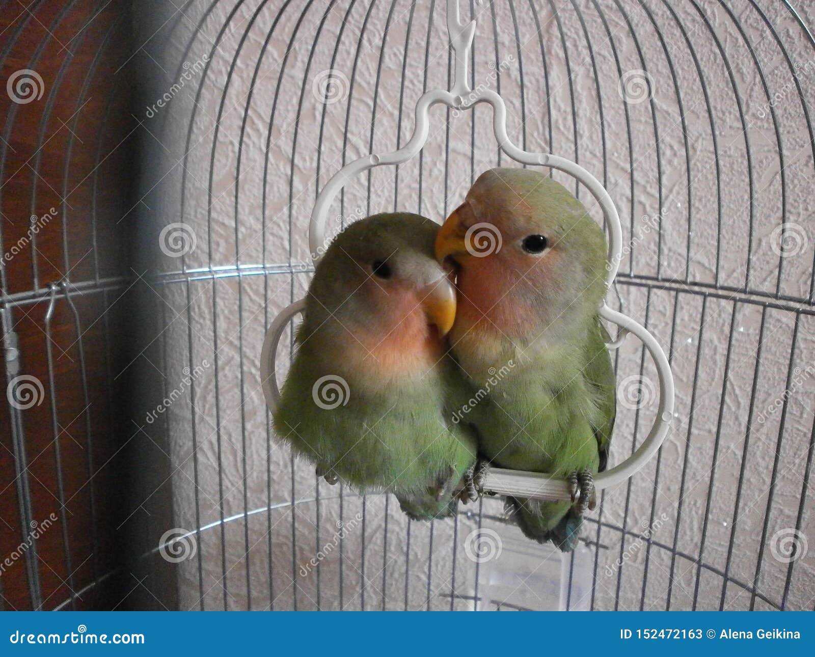 Two Parrot Stock Photos - Download 4,946 Royalty Free Photos