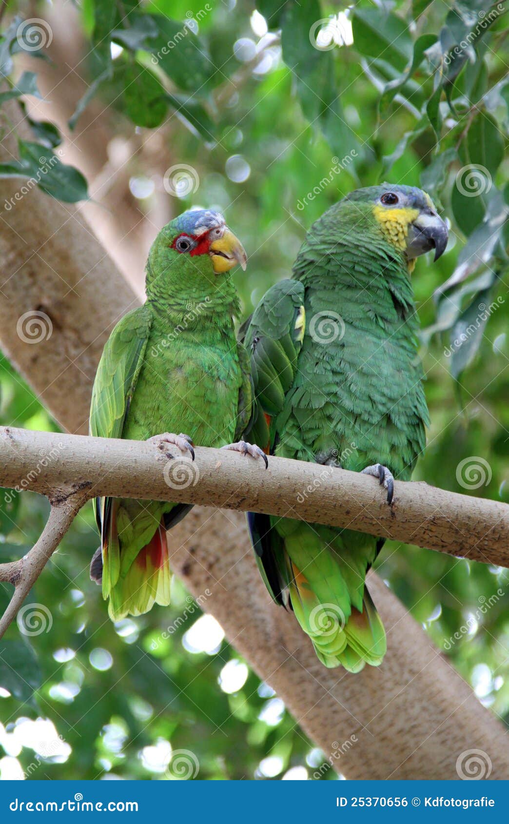 Two green parrots stock photo. Image of feathery, leaves - 25370656