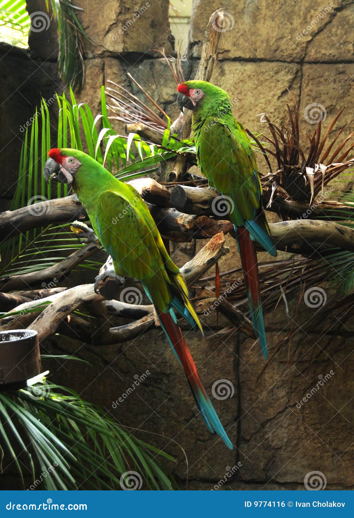 Two green parrots stock photo. Image of parrots, macaw - 9774116