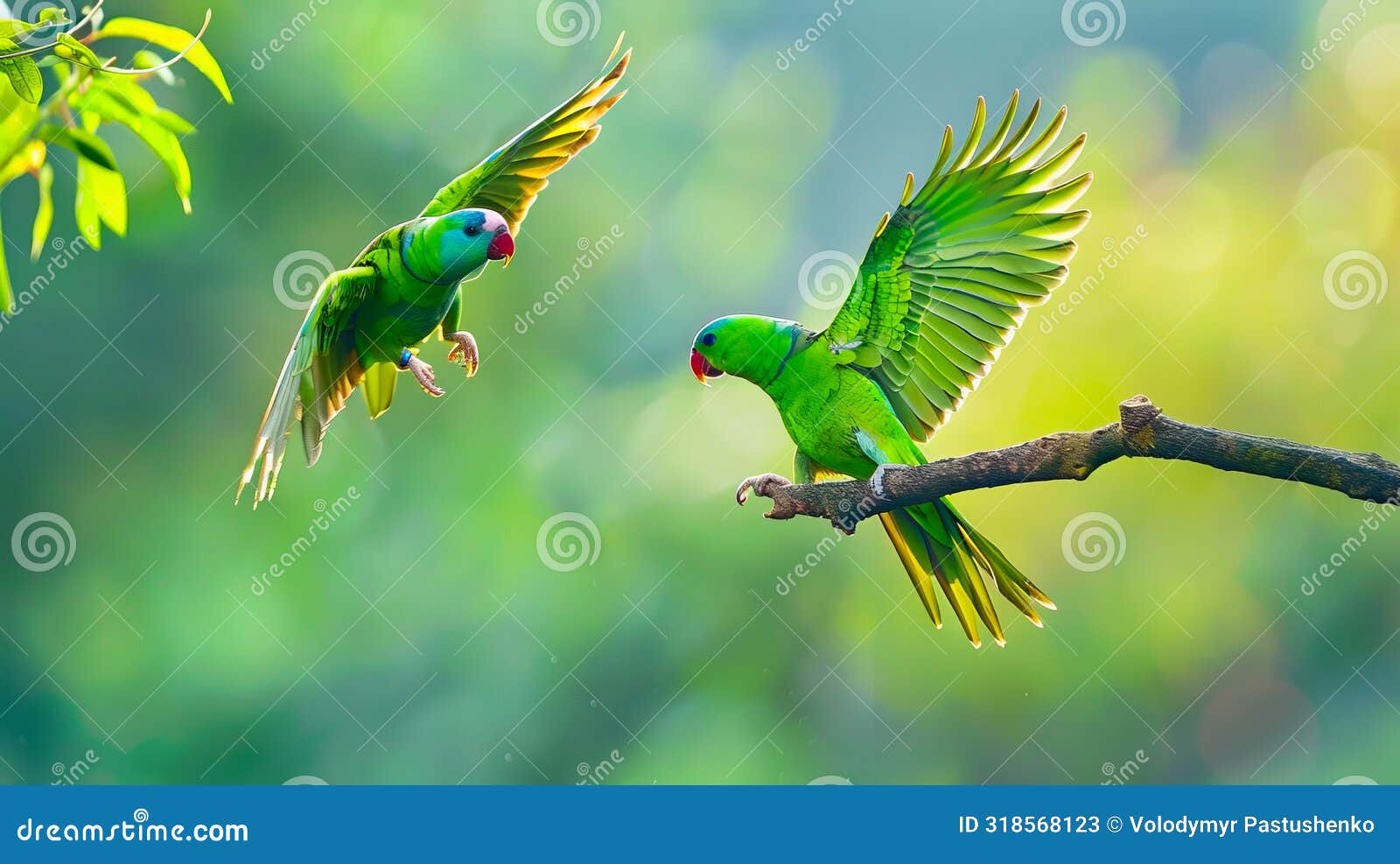 Two Green Parrots Flying on a Branch Stock Image - Image of wing ...