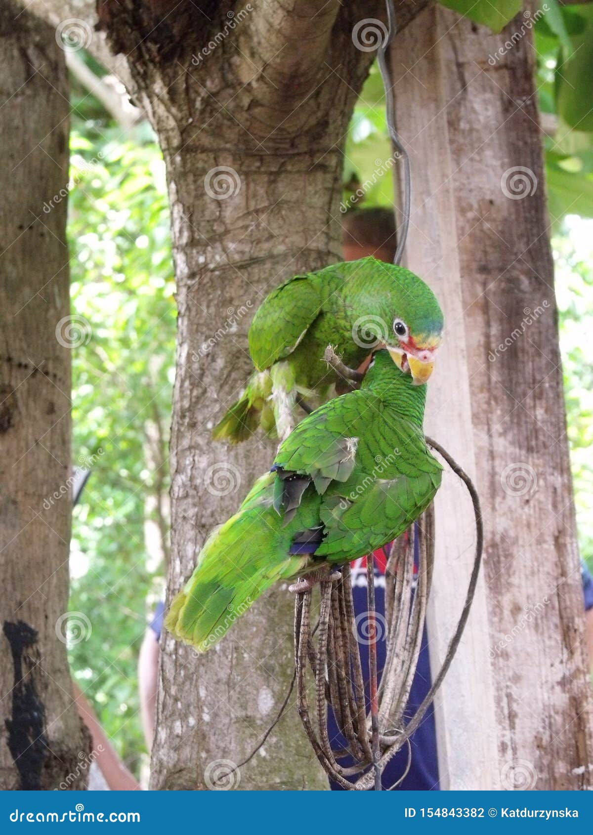 Two Green Parrots Playing with Each Other Stock Photo - Image of ...