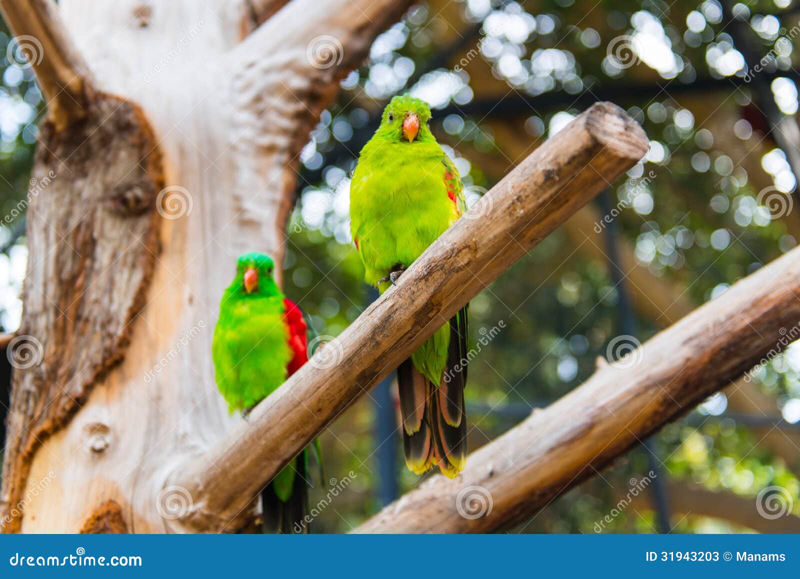 Two green parrots stock image. Image of colorful, wildlife - 31943203