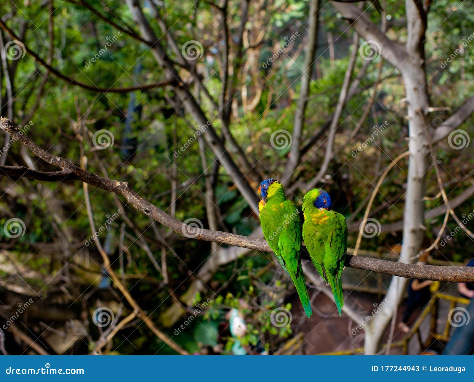 Two Green Parrots Sit on a Tree Branch. Stock Image - Image of yellow ...