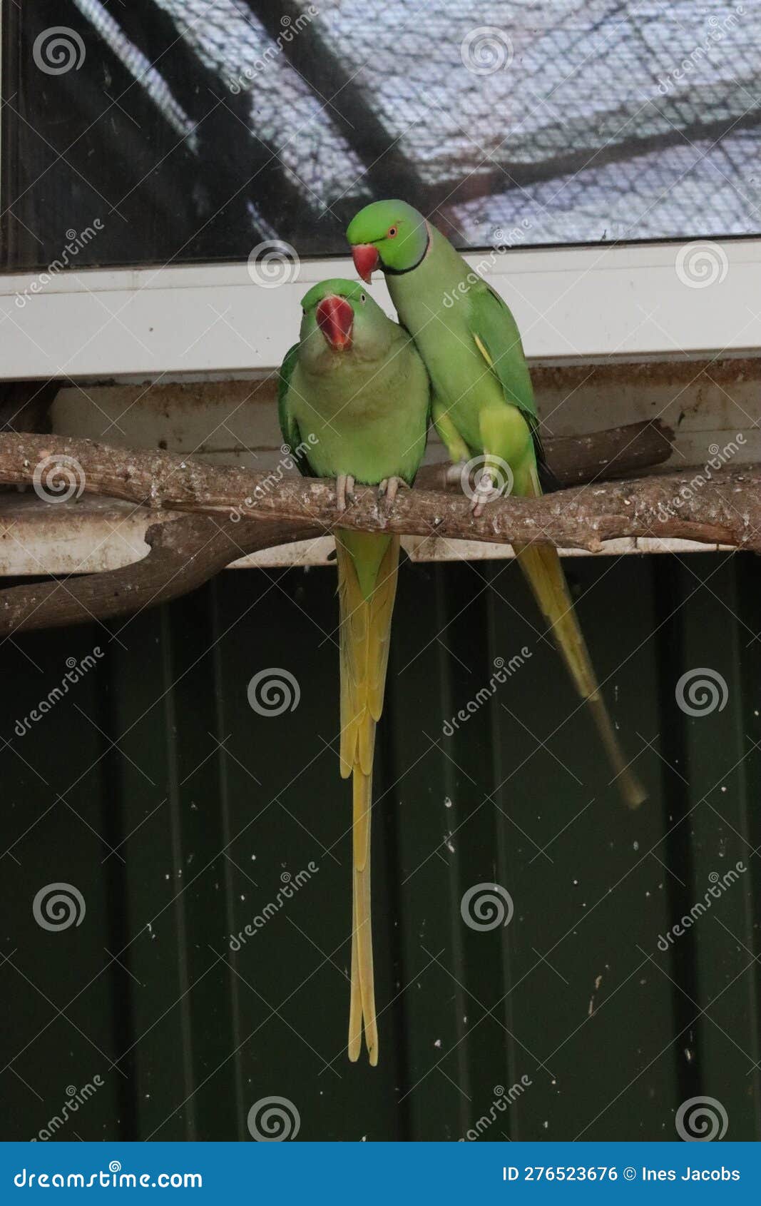 Two Green Parrots in a Cage Stock Photo - Image of parrots, horn: 276523676