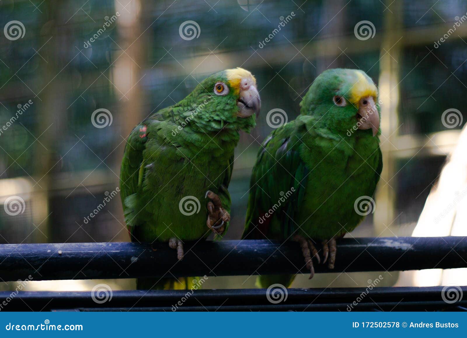942 Talking Parrots Photos - Free & Royalty-Free Stock Photos from ...
