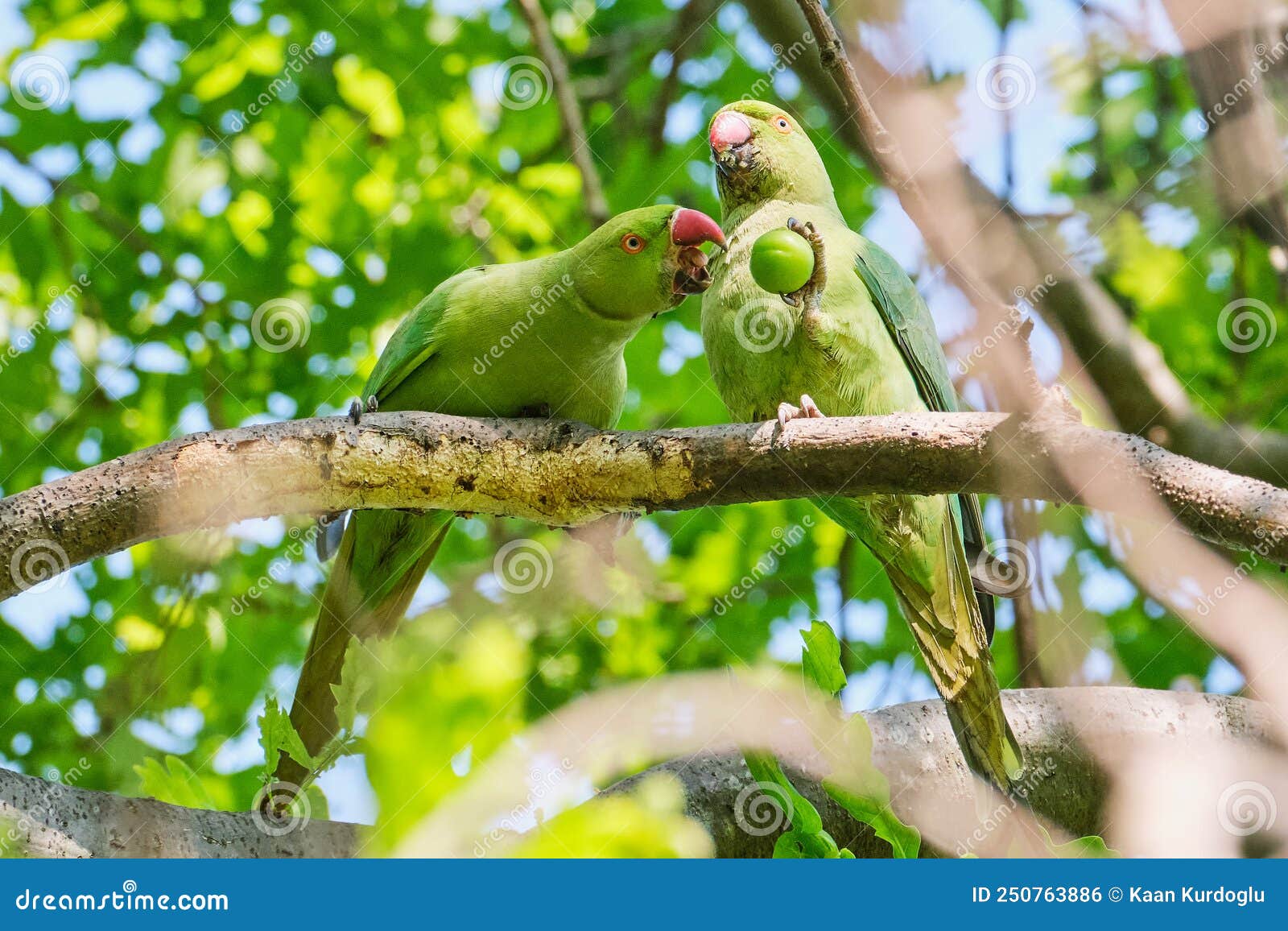 Two green parrots stock photo. Image of birds, plum - 250763886