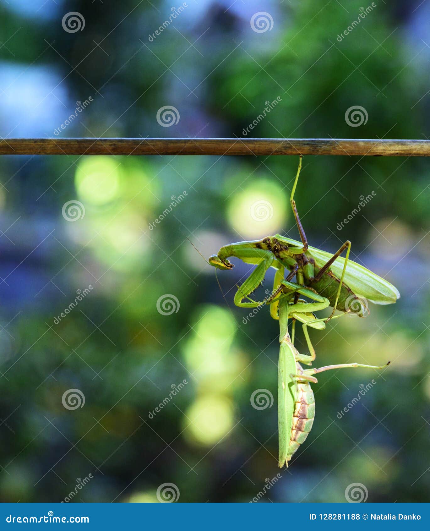 Two Green Praying Mantis Fighting on a Branch Stock Photo - Image of ...