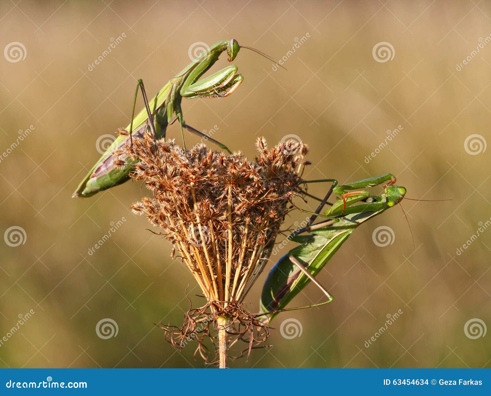 Two Green Praying Mantis Sitting on the Plant Stock Photo - Image of ...