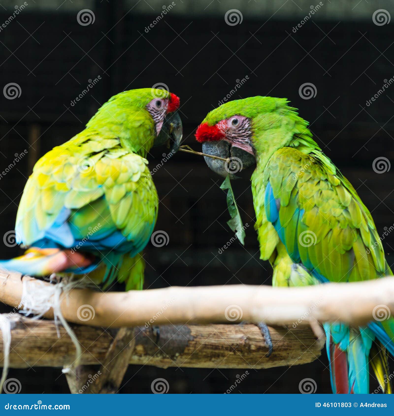 Two green red parrots stock image. Image of green, parrots - 46101803