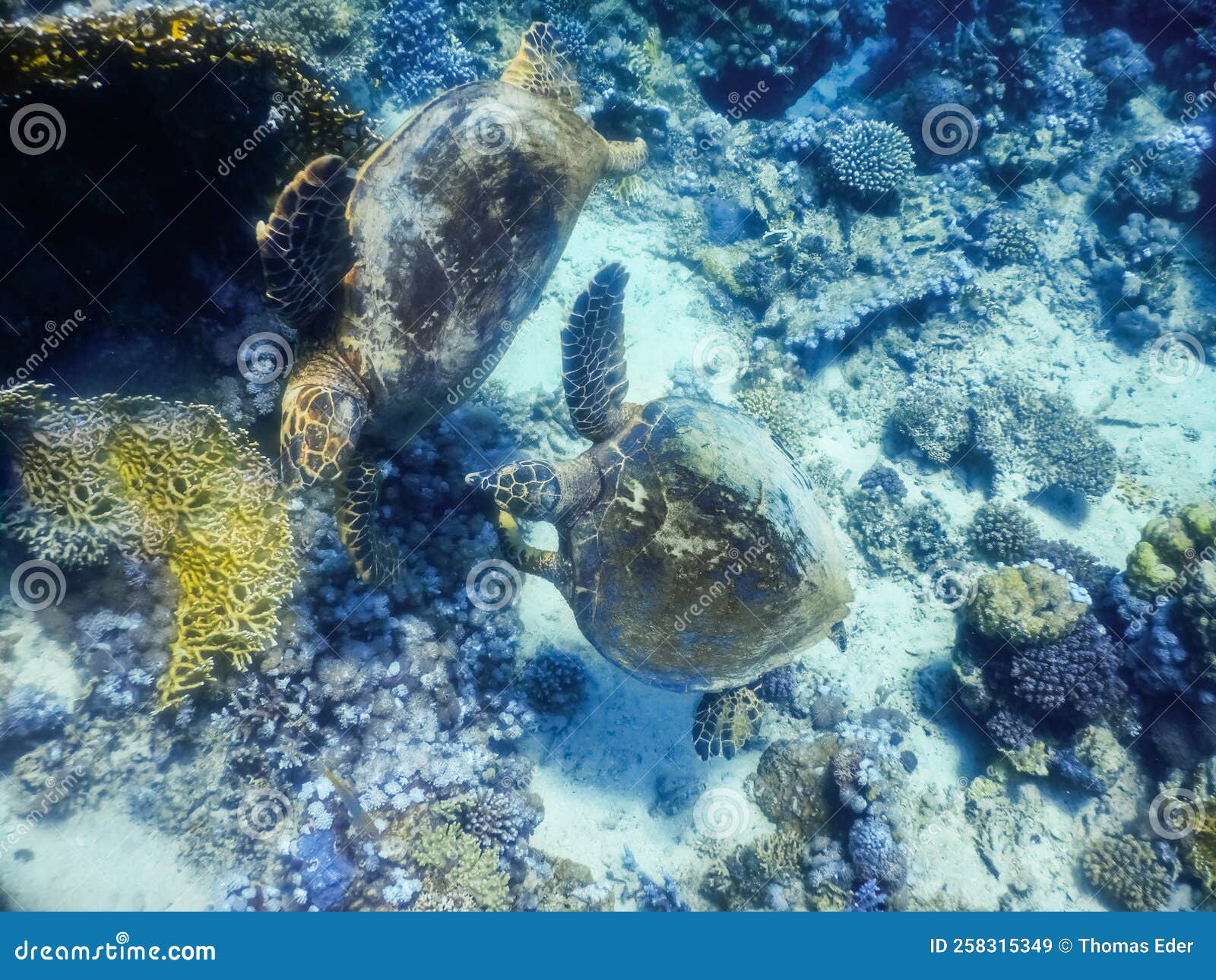 Two Green Sea Turtle Hovering Together in the Red Sea Stock Image ...