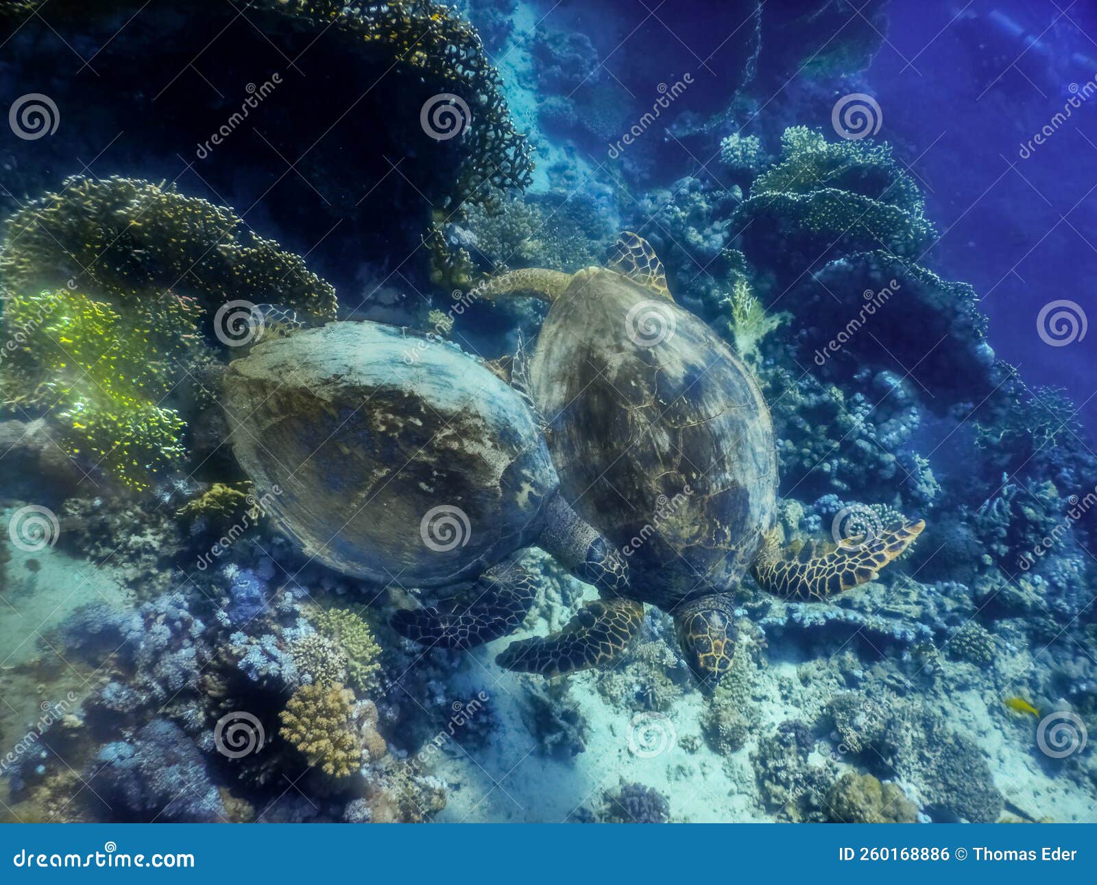 Two Green Sea Turtle Playing Over The Seabed In The Red Sea Stock Photo ...