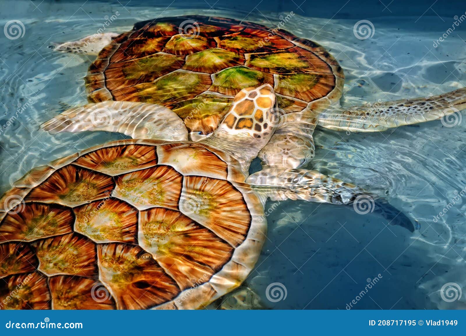 Sea Turtles Underwater With Sun Rays In Blue Ocean Royalty-Free Stock ...