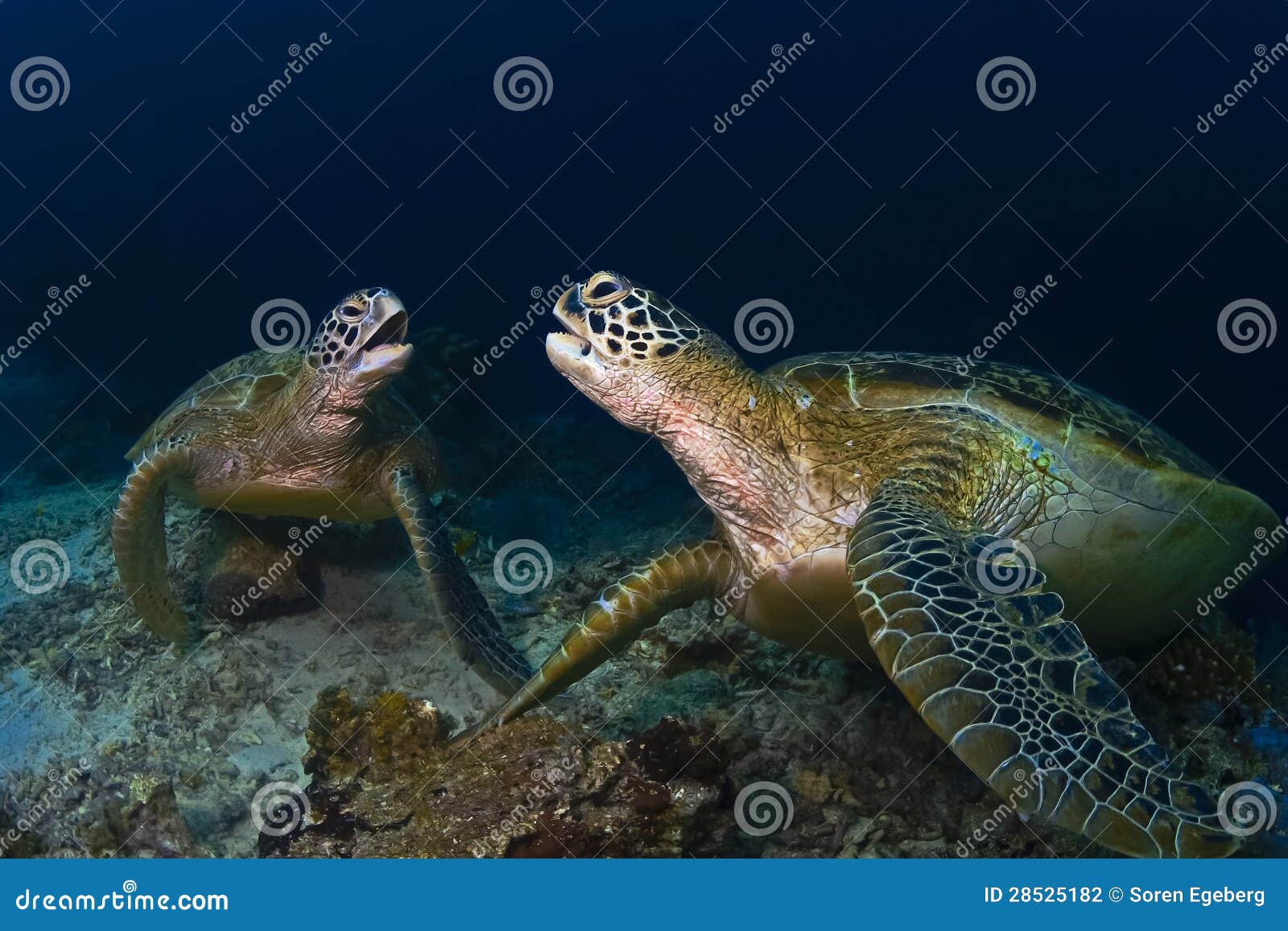 Two Green Sea Turtles Fightiging on Reef Stock Photo - Image of diving ...