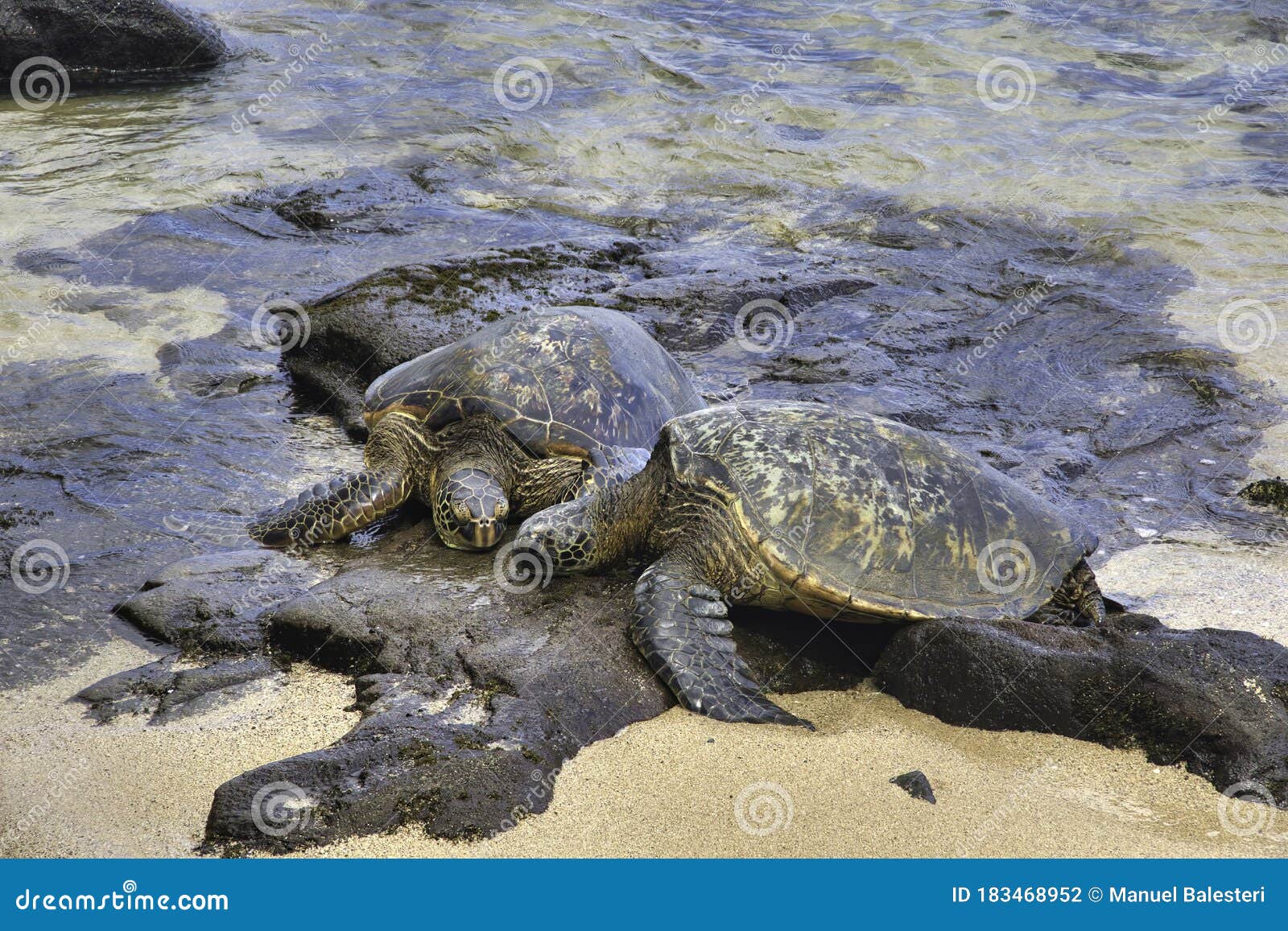 Two Green Sea Turtles Resting on the Beach. Stock Photo - Image of sand ...