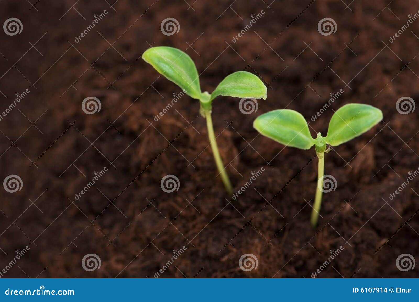 Two Green Seedlings Growing Stock Photo - Image of beginnings, plant ...