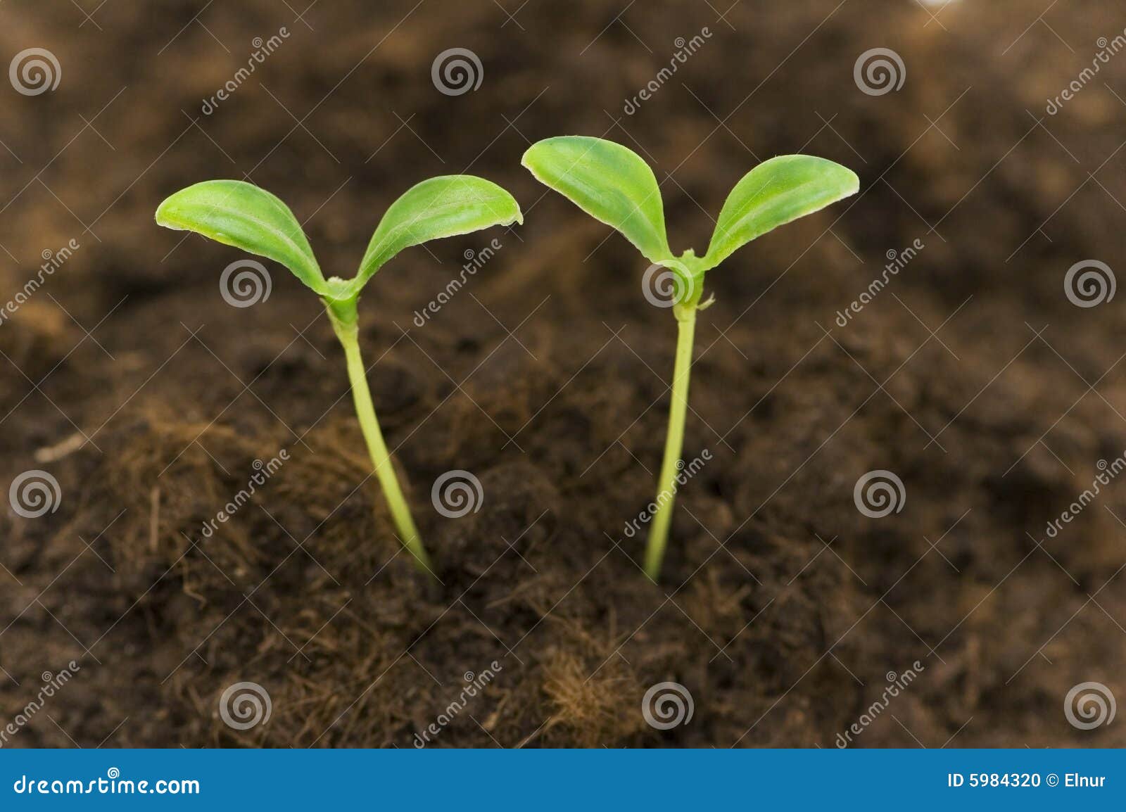 Two Green Seedlings Growing Out of Soil Stock Photo - Image of growing ...