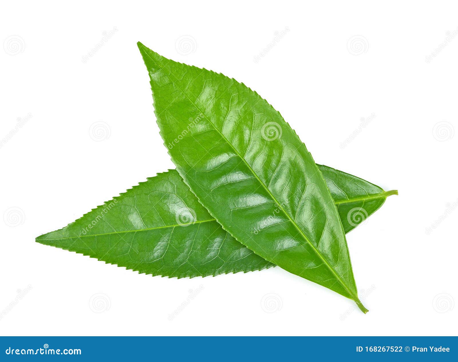 Two Green Tea Leaf Isolated on White Background Stock Photo - Image of ...