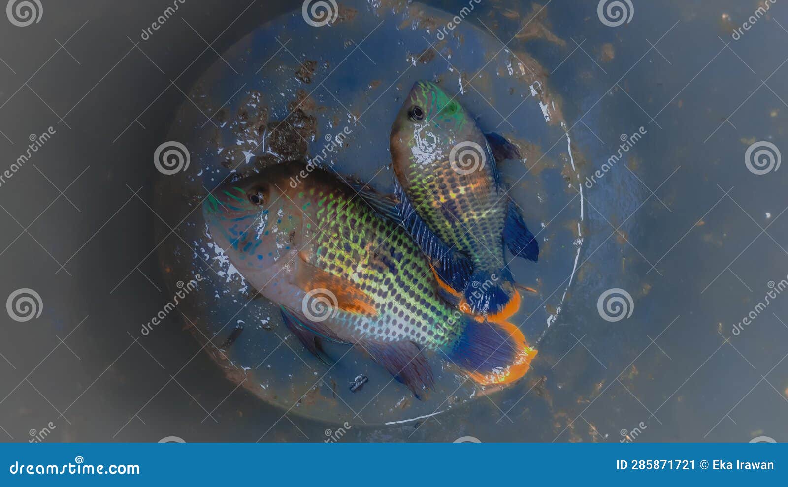 Green Terror, Andinoacara Rivulatus, Active Stunning Colored Female ...