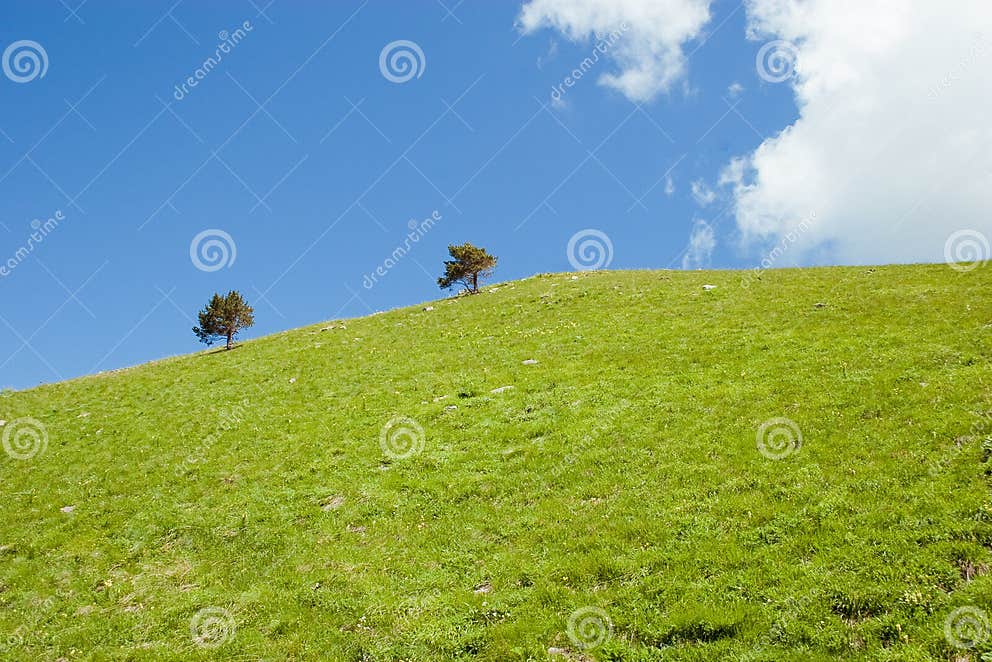 Two green tree stock photo. Image of individual, branch - 21417634