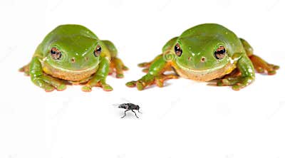 Two Green Tree Frogs and a Fly Stock Photo - Image of isolated, tree ...