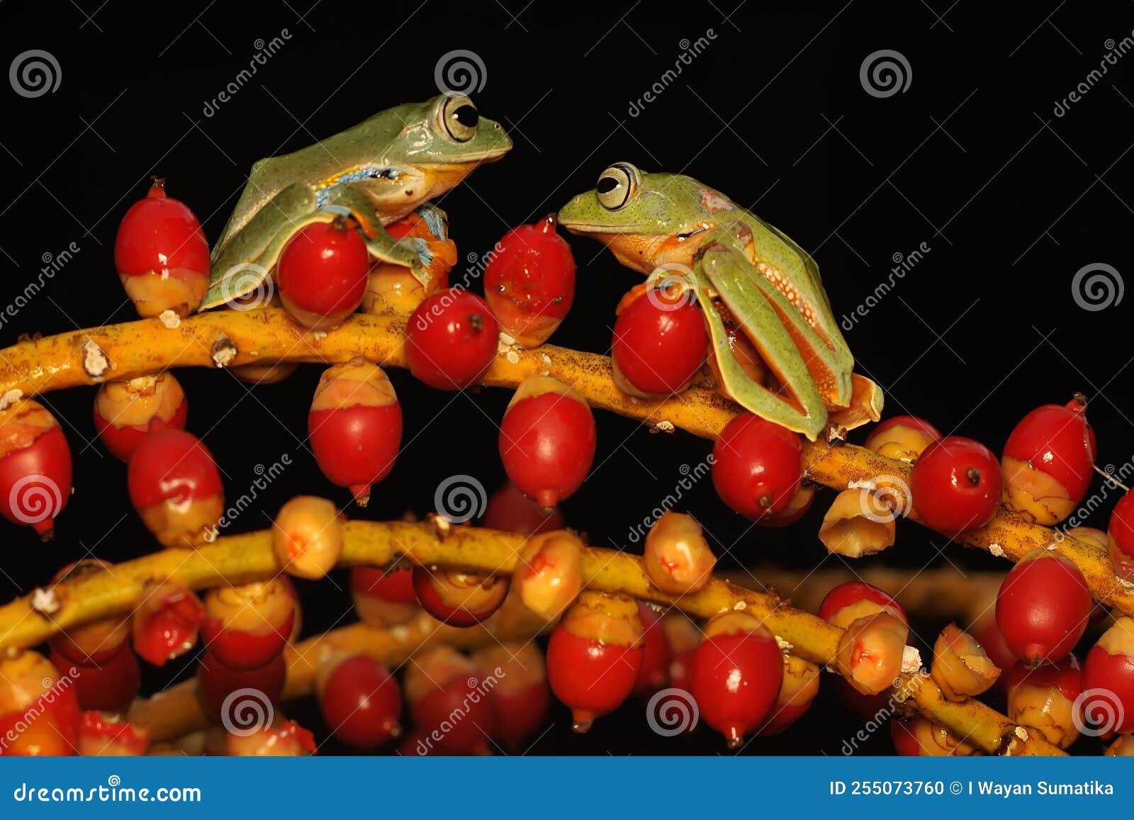 Two Green Tree Frogs are Hunting for Prey in a Group of Palms. Stock ...